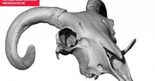FREE 3D RAM SKULL - TEN24から雄羊の頭蓋骨の3Dスキャンモデルデータが無料配布！